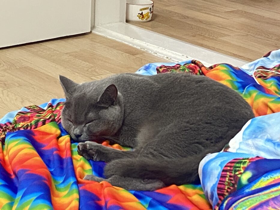 5 Cat Pain Symptoms Every Pet Parent Should Know (And What to Do About ...